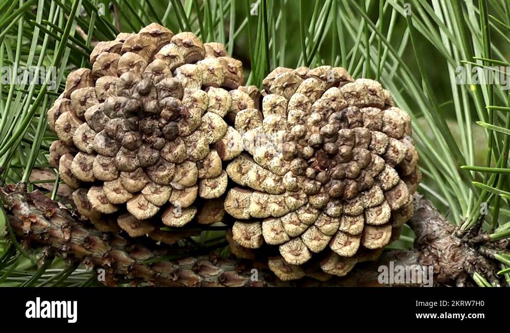 Fibonacci numbers in nature Stock Videos & Footage - HD and 4K Video ...