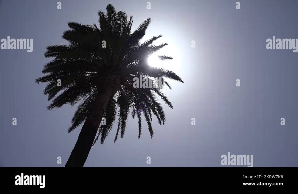 4K Palm Tree on Beach, Sun Rays in Coconut Tree Leaves, Beautiful ...