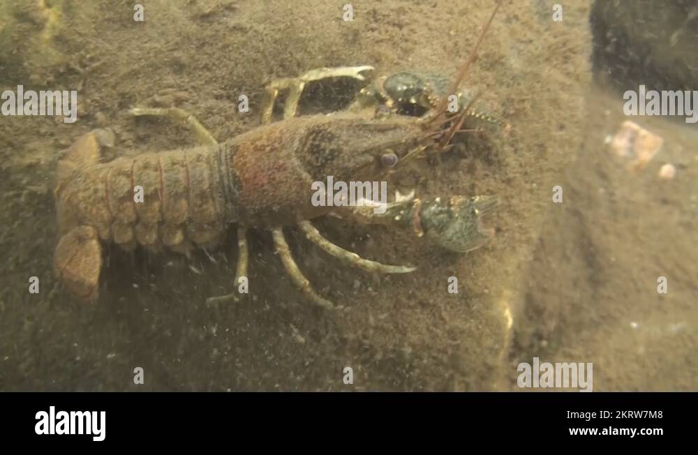 Crayfish stream crawdad creek Stock Videos & Footage - HD and 4K Video ...