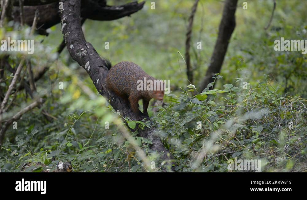 Mongoose jungle Stock Videos & Footage - HD and 4K Video Clips - Alamy