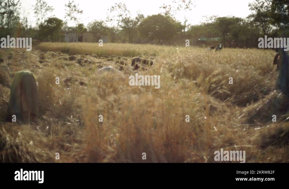 Poor harvest in india Stock Videos & Footage - HD and 4K Video Clips ...