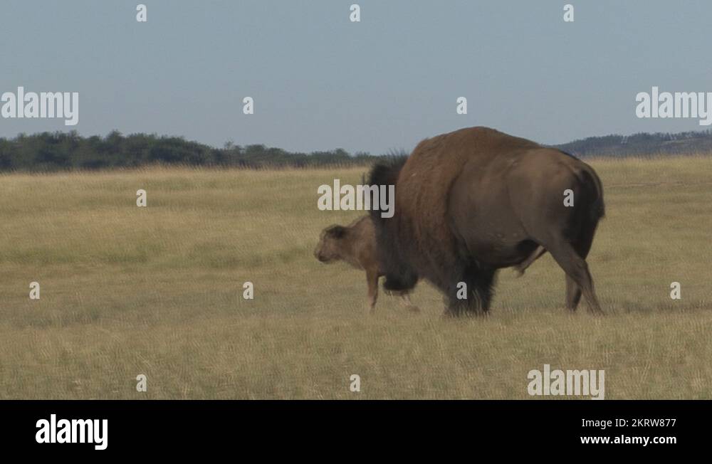 Running buffalo Stock Videos & Footage - HD and 4K Video Clips - Alamy