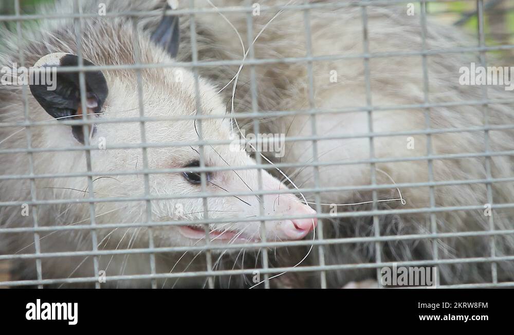 Trapped possum Stock Videos & Footage - HD and 4K Video Clips - Alamy