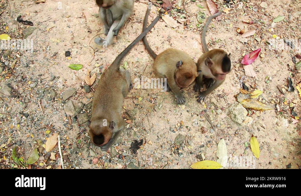 Monkey kids Stock Videos & Footage - HD and 4K Video Clips - Alamy