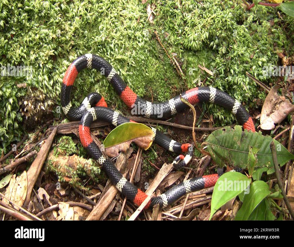 Micrurus Stock Videos & Footage - HD and 4K Video Clips - Alamy