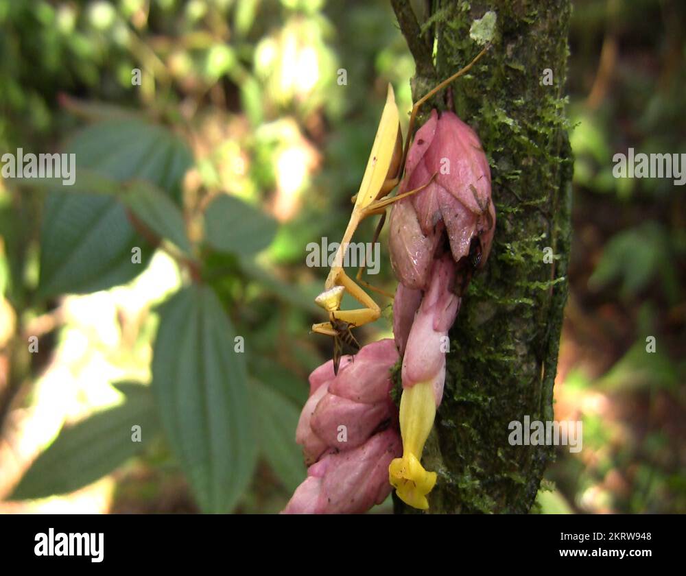 Praying feeding chewing eating ecuador forest green insect invertebrate ...