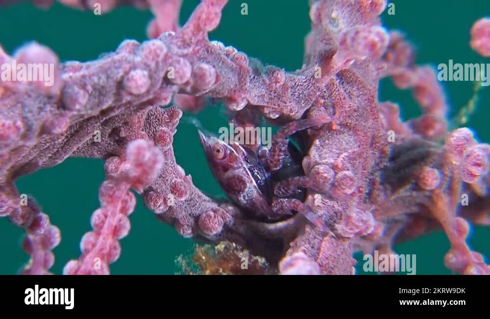 Porcellanidae porcelain crab Stock Videos & Footage - HD and 4K Video ...