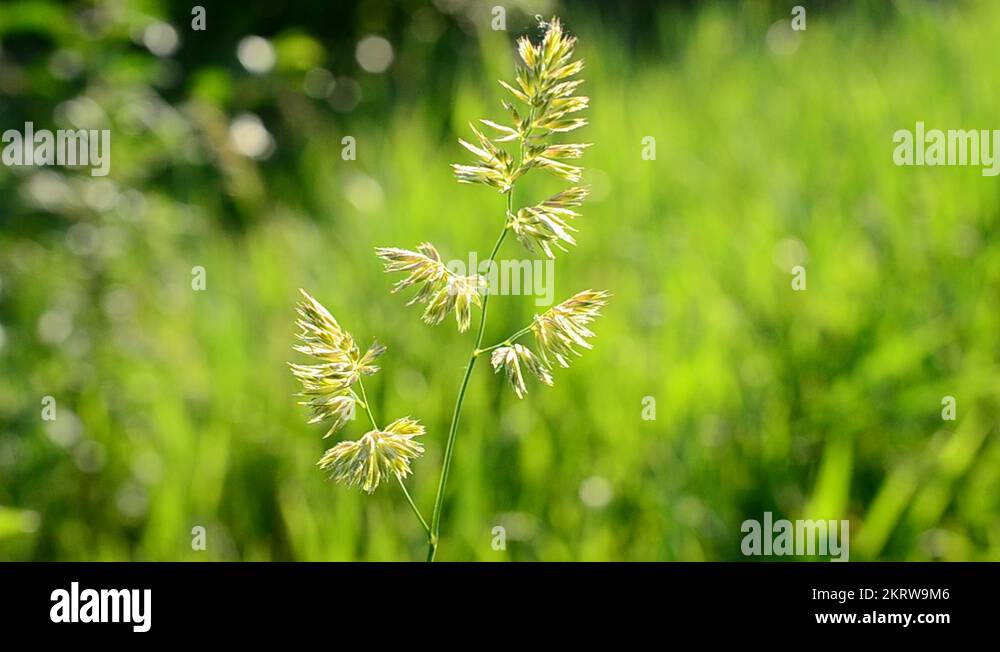 False oat grass Stock Videos & Footage - HD and 4K Video Clips - Alamy