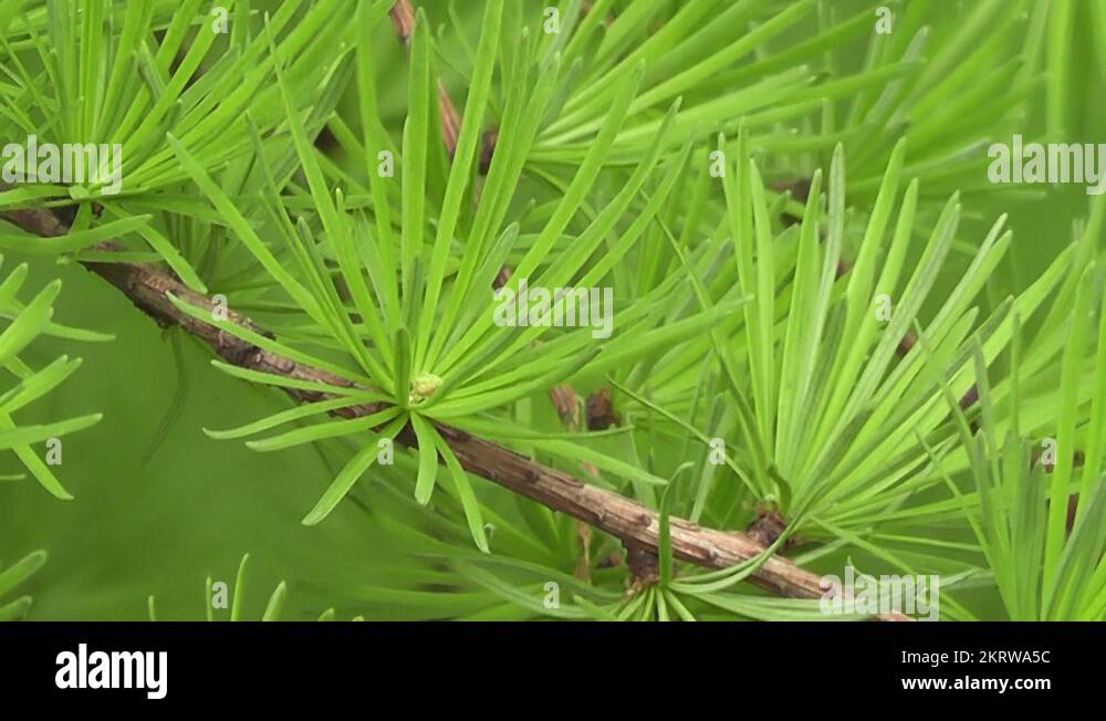 Lush Green Spring Leaves Foliage Bursting into New Life in Spring ...