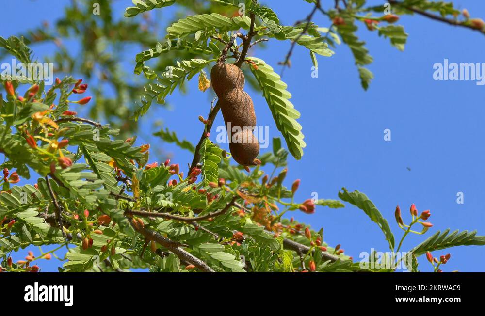 Tamarindus tree Stock Videos & Footage - HD and 4K Video Clips - Alamy