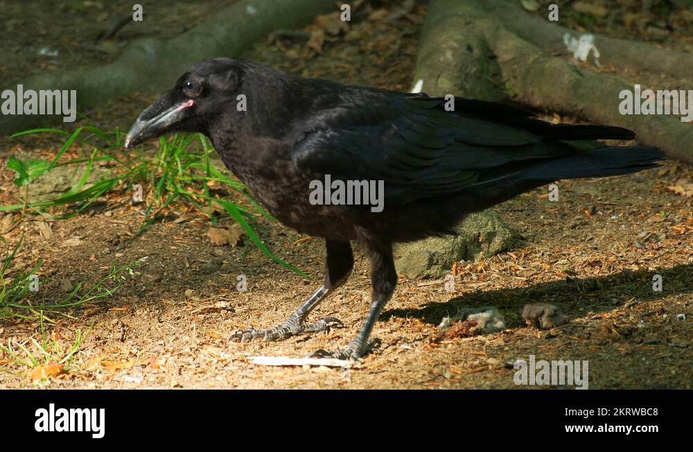 Raven species Stock Videos & Footage - HD and 4K Video Clips - Alamy