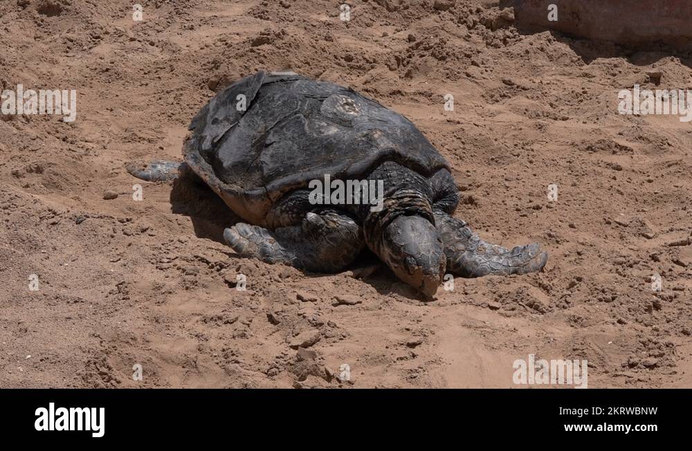Green sea turtle in the Underwater Observatory Marine Park in Eilat ...