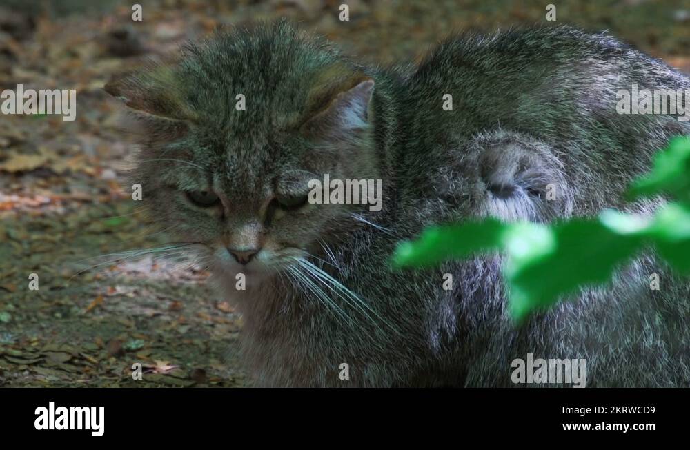 Wild cats Stock Videos & Footage - HD and 4K Video Clips - Alamy