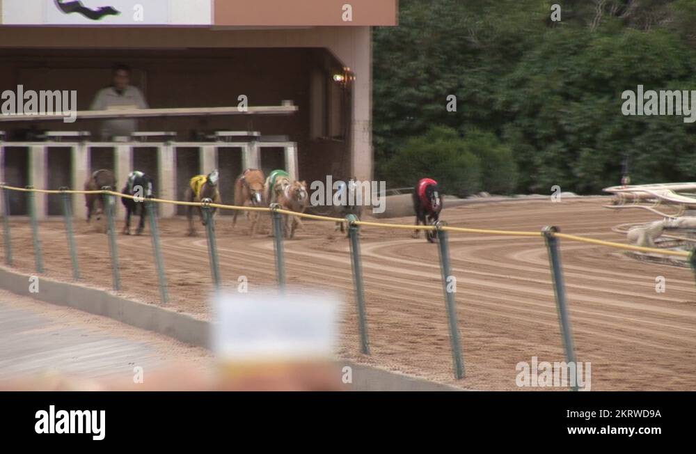Racing greyhound dog Stock Videos & Footage - HD and 4K Video Clips - Alamy