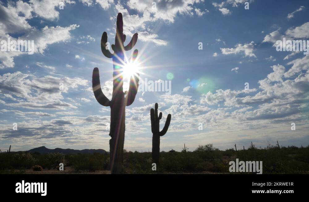 Backlit cactus Stock Videos & Footage - HD and 4K Video Clips - Alamy