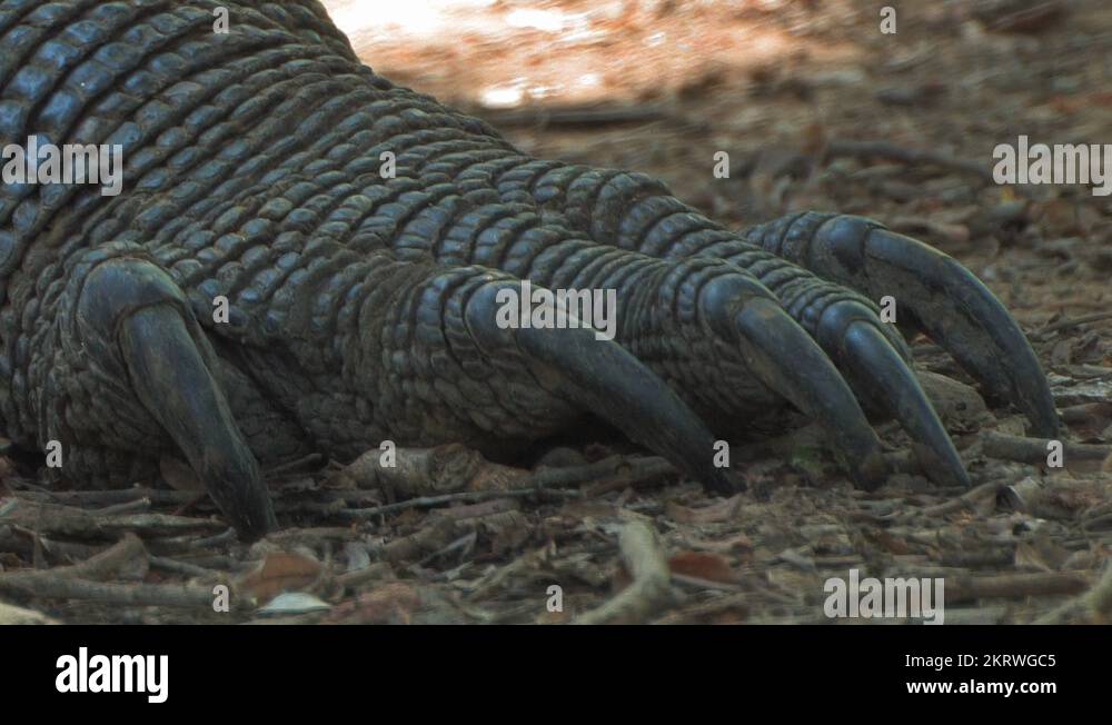 Wild komodo dragon claw Stock Videos & Footage - HD and 4K Video Clips ...