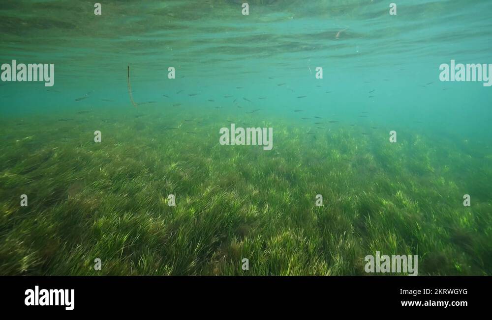 Algae beds Stock Videos & Footage - HD and 4K Video Clips - Alamy