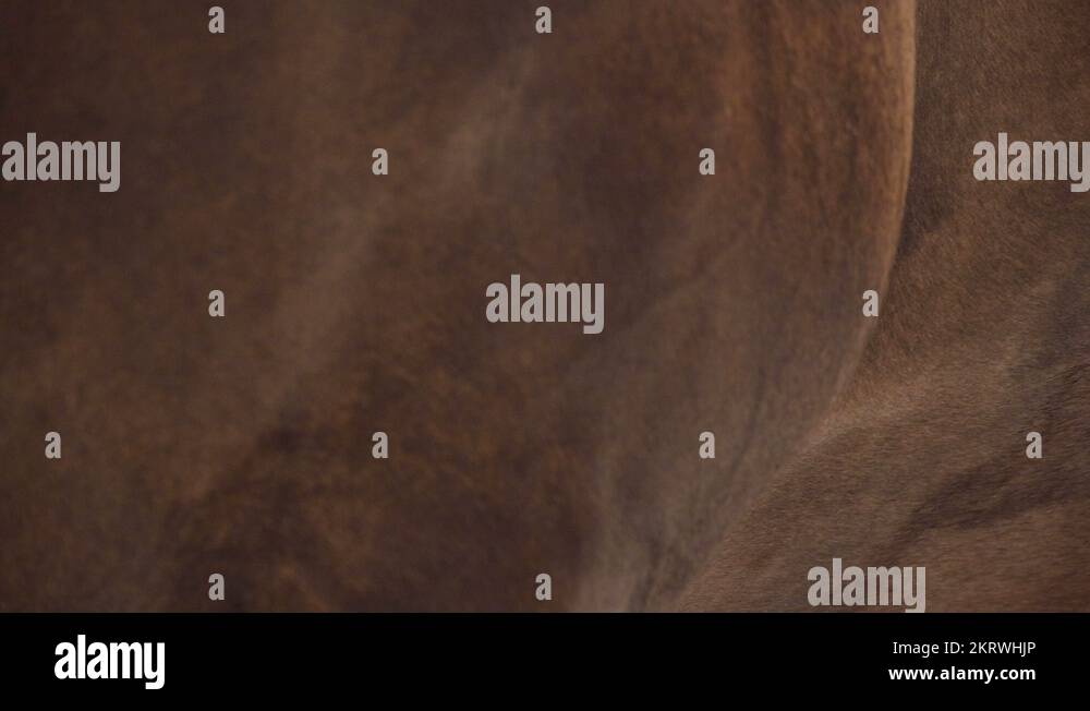 Horse structure Stock Videos & Footage - HD and 4K Video Clips - Alamy