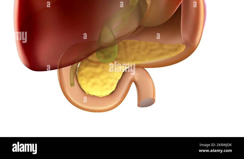 Human pancreas anatomy Stock Videos & Footage - HD and 4K Video Clips ...