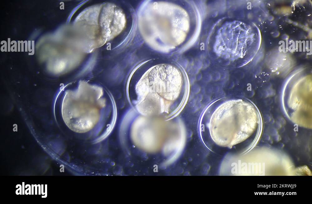 Heart specimen Stock Videos & Footage - HD and 4K Video Clips - Alamy