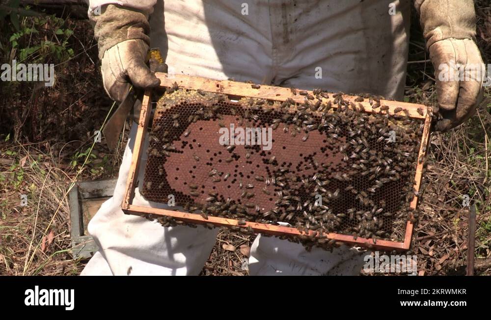 Beekeeper removing African honey bees from frame and showing honeycomb ...