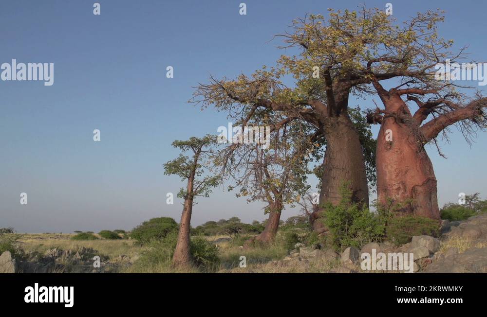 Baobab trees botswana Stock Videos & Footage - HD and 4K Video Clips ...