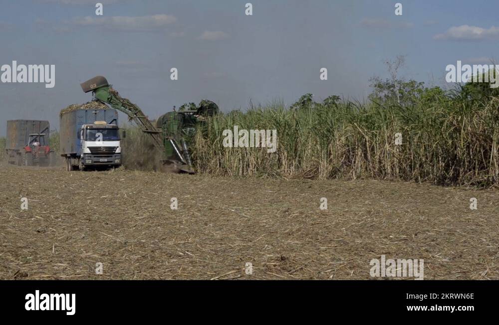Biofuel plantation sugarcane harvesting Stock Videos & Footage - HD and ...