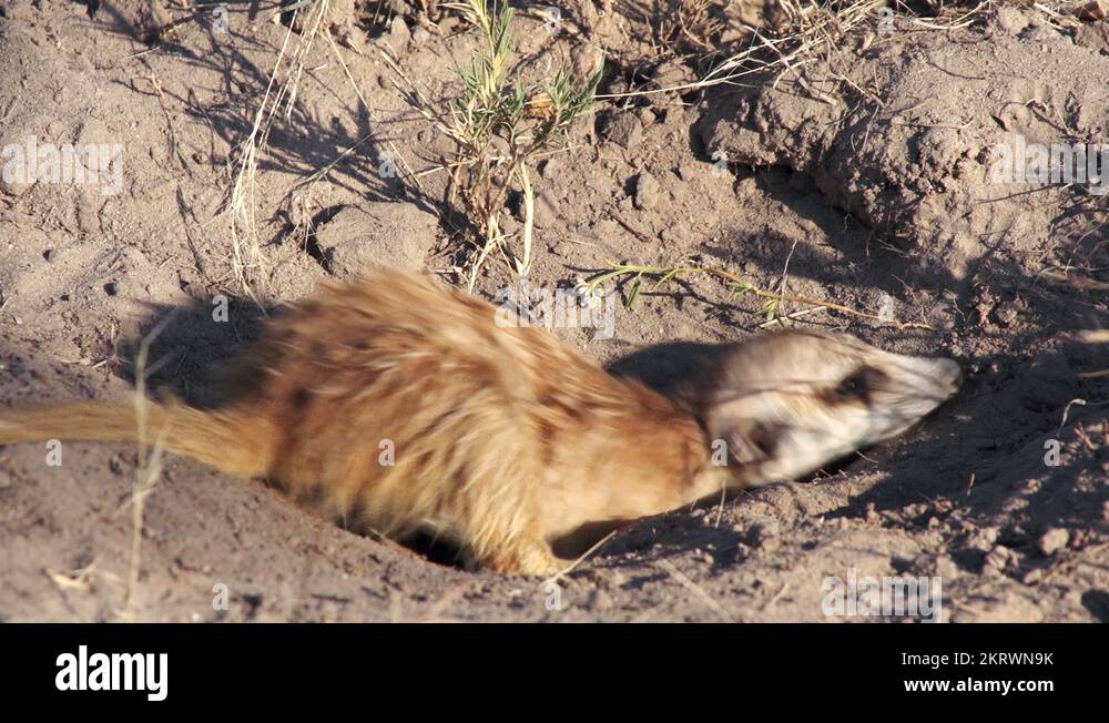 Digging animal Stock Videos & Footage - HD and 4K Video Clips - Alamy