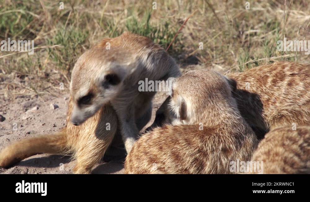 Social animals Stock Videos & Footage - HD and 4K Video Clips - Alamy