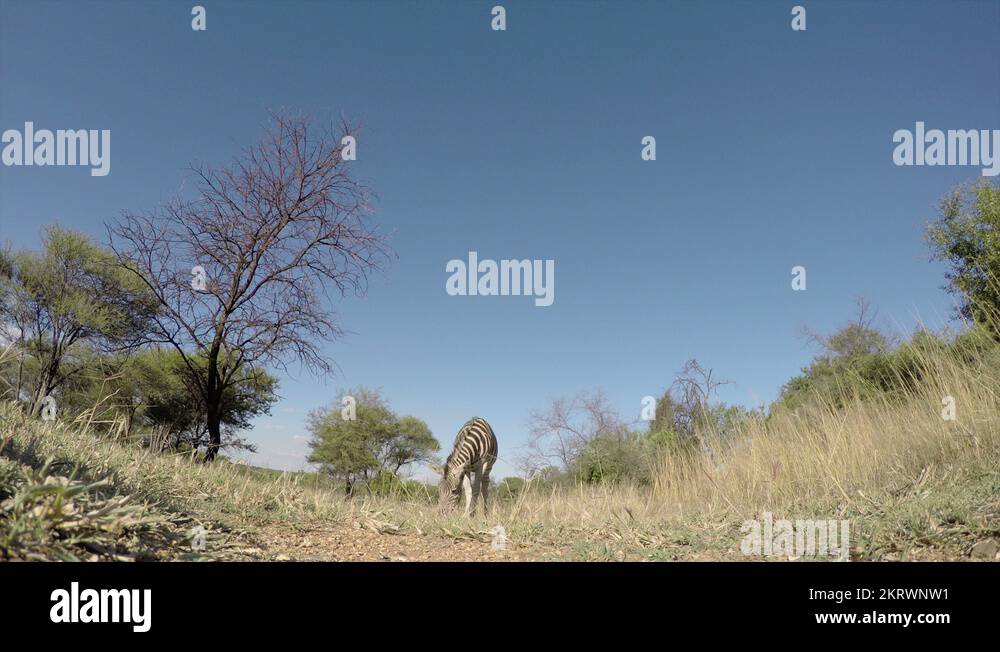 Spectacular footage of zebra walking over the camera, South Africa ...
