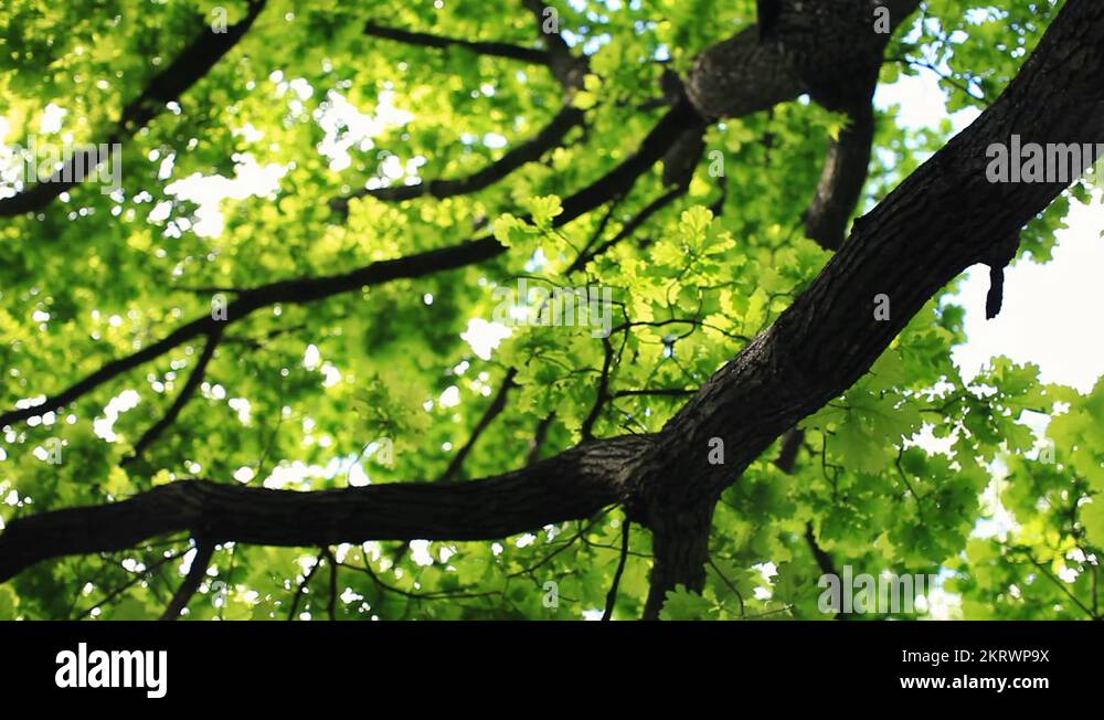 Circular tree of life Stock Videos & Footage - HD and 4K Video Clips ...