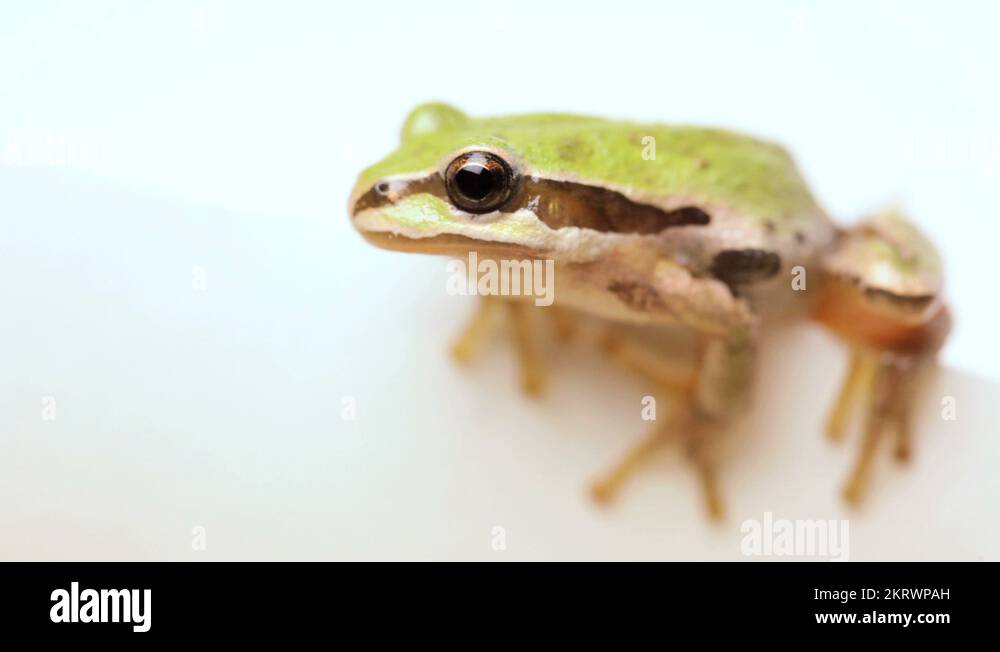 Little green tree frog Stock Videos & Footage - HD and 4K Video Clips ...