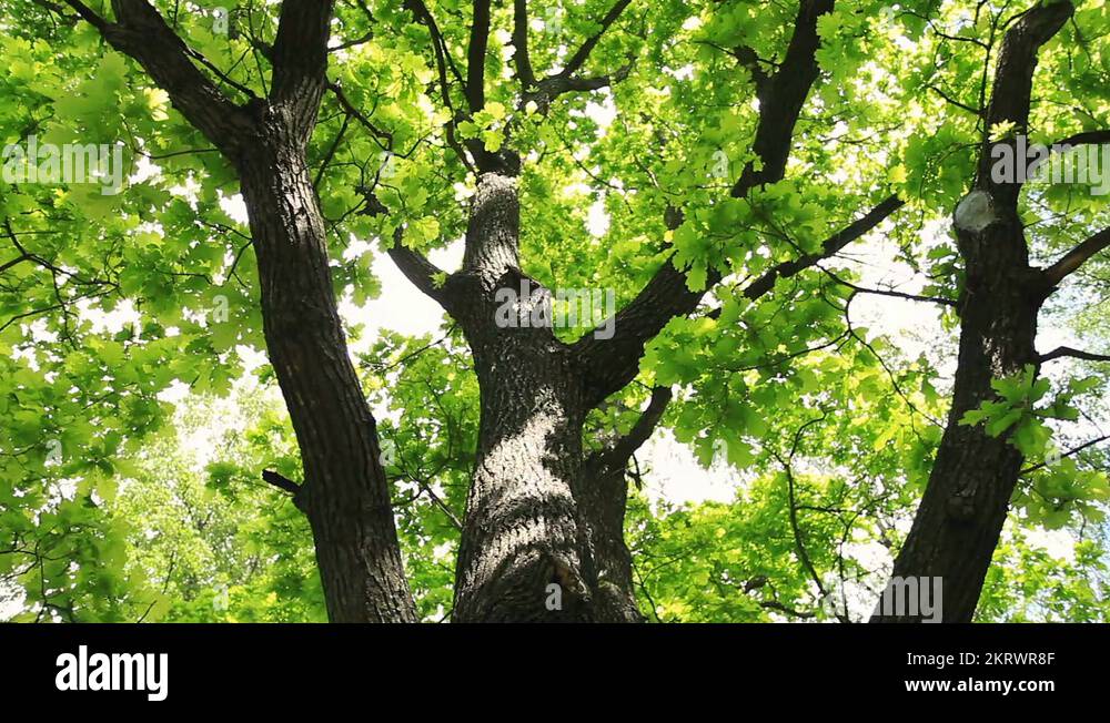 Background vertical tree stem and leaves Stock Videos & Footage - HD ...