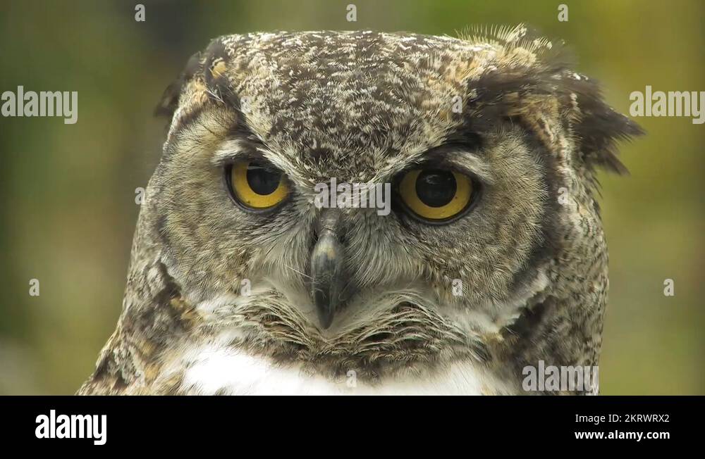 Hoo bird Stock Videos & Footage - HD and 4K Video Clips - Alamy