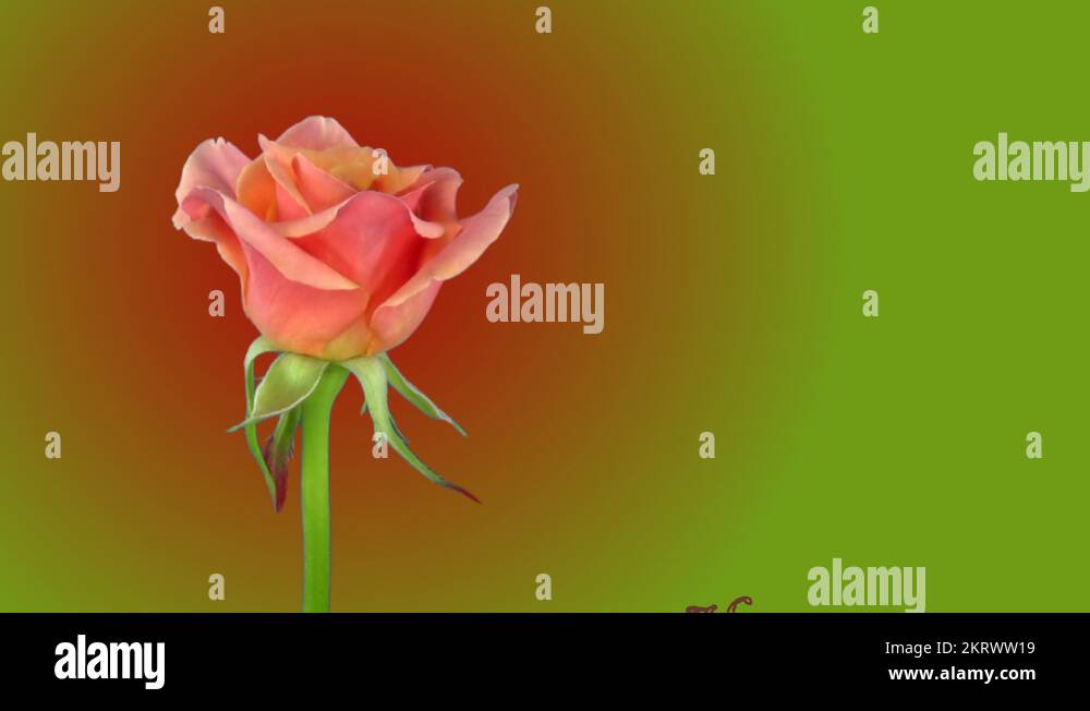 Project rose Stock Videos & Footage - HD and 4K Video Clips - Alamy