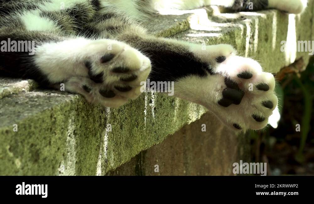 Polydactyl cat in Hemingway House (six toes on each paw Stock Video ...