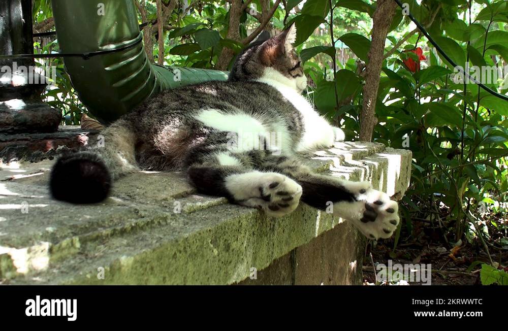 Polydactyl cat in Hemingway House (six toes on each paw Stock Video ...