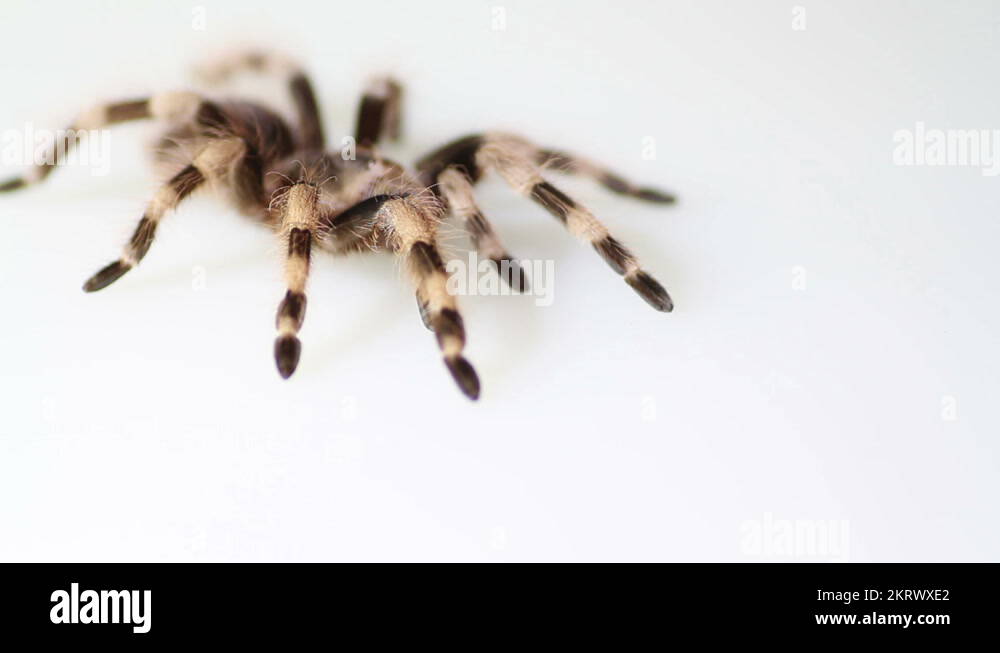 Brazilian Black And White Tarantula Nhandu coloratovillosus on white ...