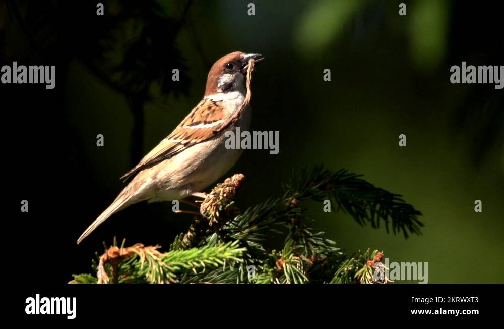 Tree sparrow nest building Stock Videos & Footage - HD and 4K Video ...