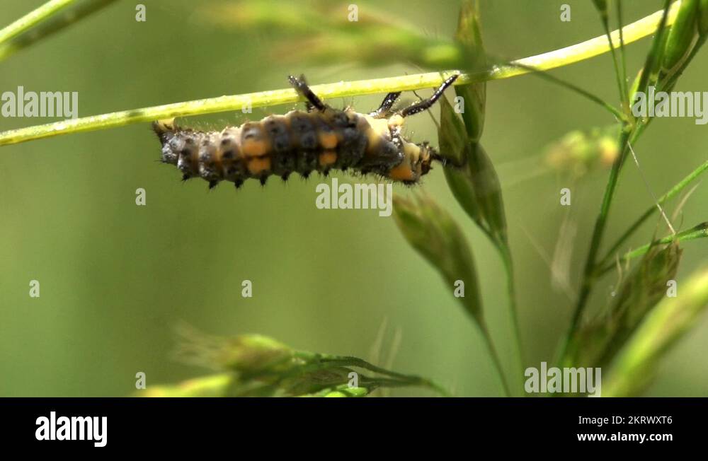 Ladybug antenna Stock Videos & Footage - HD and 4K Video Clips - Alamy