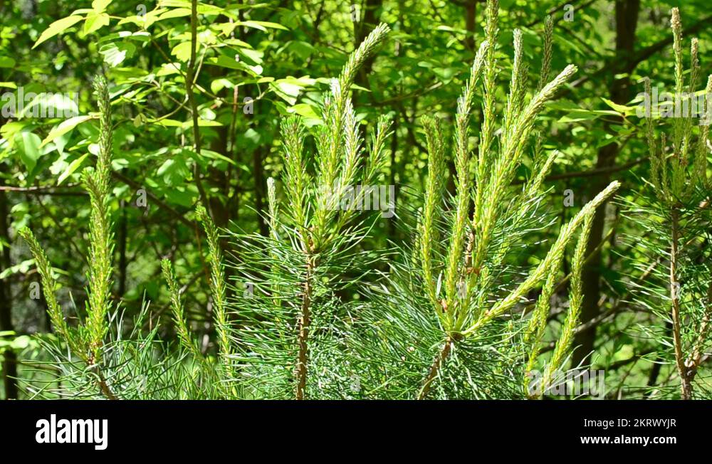 Pine tree sprouts Stock Videos & Footage - HD and 4K Video Clips - Alamy