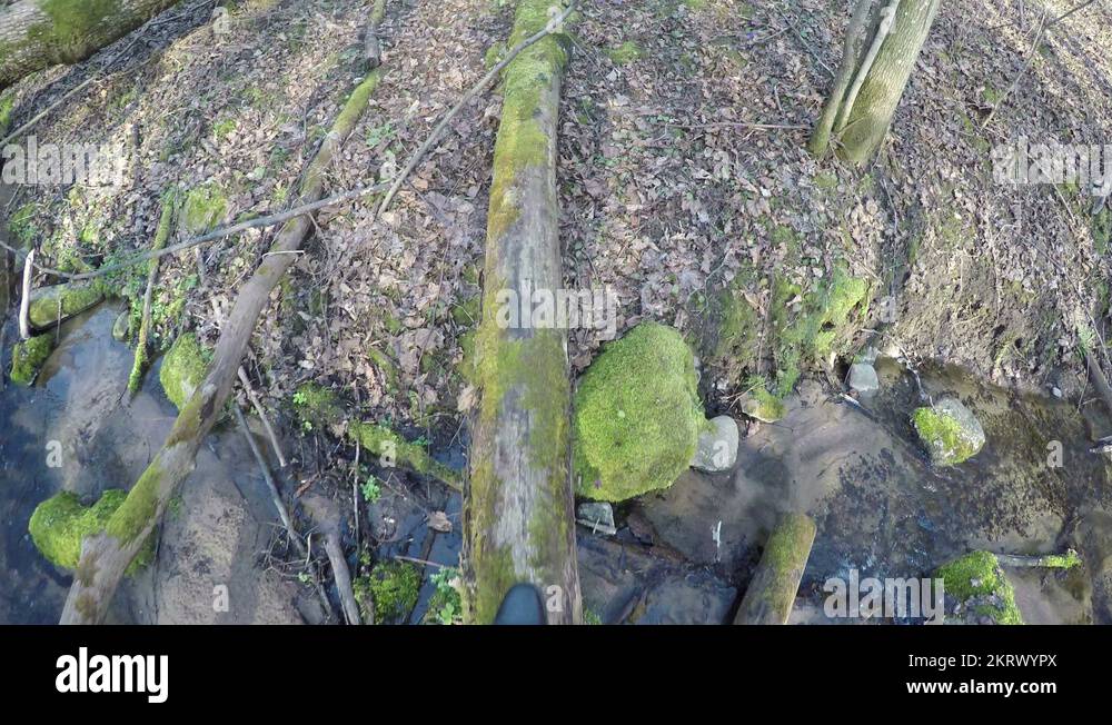 man go through log that fell over the stream in forest. 4K Stock Video ...