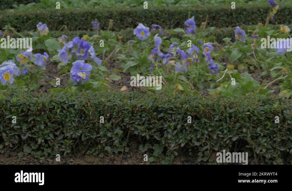 Garden Pansy flower slow panning 4K 2160p UHD footage - Violaceae Viola plant Stock Video ...