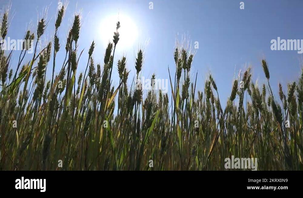 4k Wheat Field Sun Rays Beam Ears Cereals, Agriculture Land Crop View ...