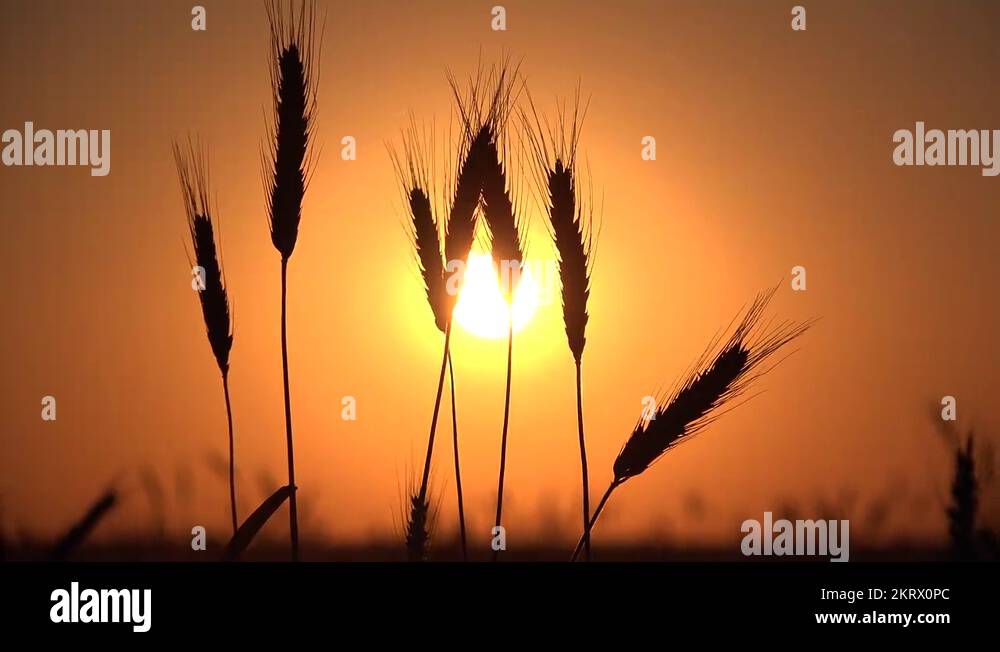 4K Wheat Harvest in Sunset Ray Field Ear Cereals Crop Grains ...