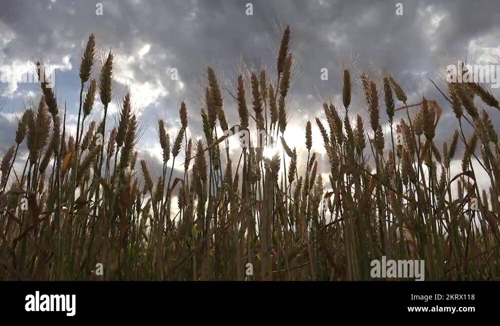 4K Wheat Harvest in Sunset Ray Field Ear Cereals Crop Grains ...