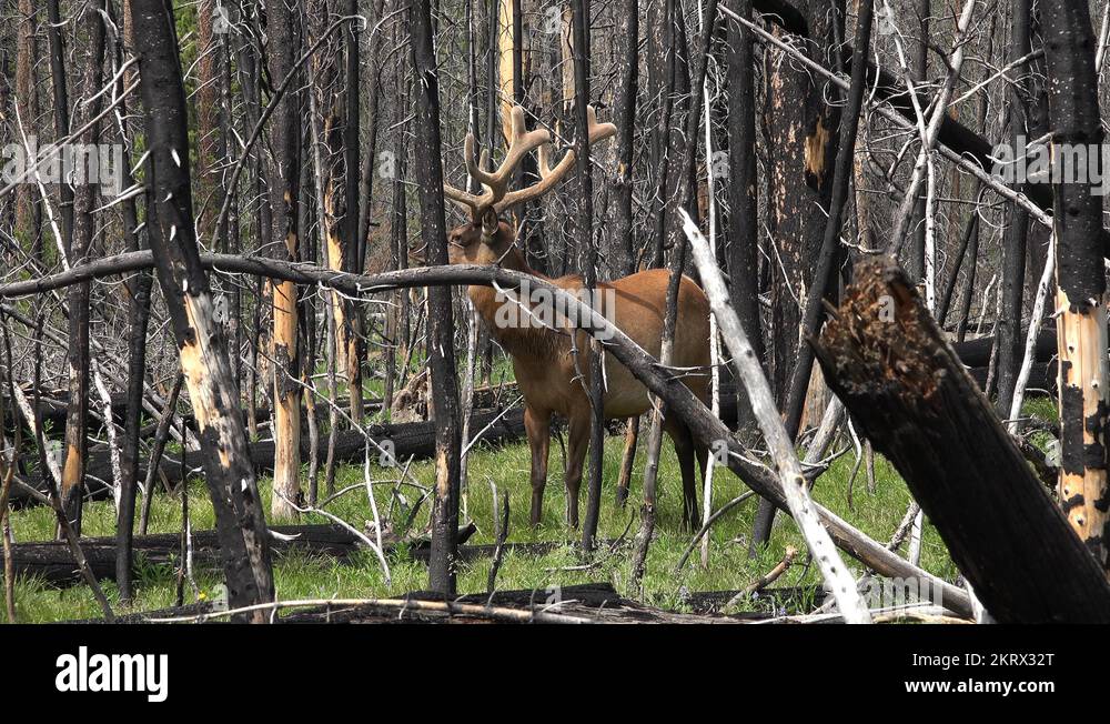 Yellowstone bull elk Stock Videos & Footage - HD and 4K Video Clips - Alamy