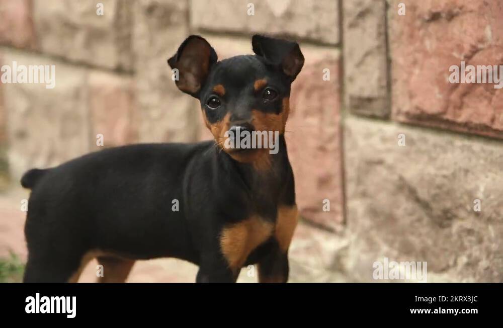 Dwarf dog Stock Videos & Footage - HD and 4K Video Clips - Alamy