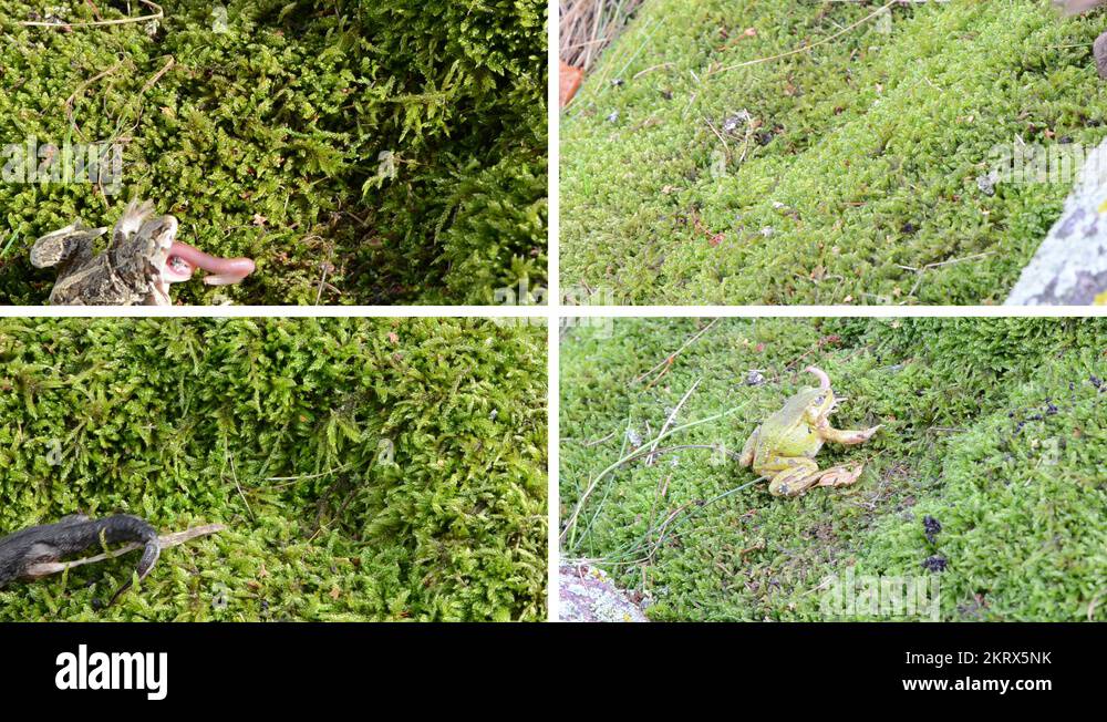 Amphibia toad, frogs and newt triton on moss. Video collage Stock Video ...