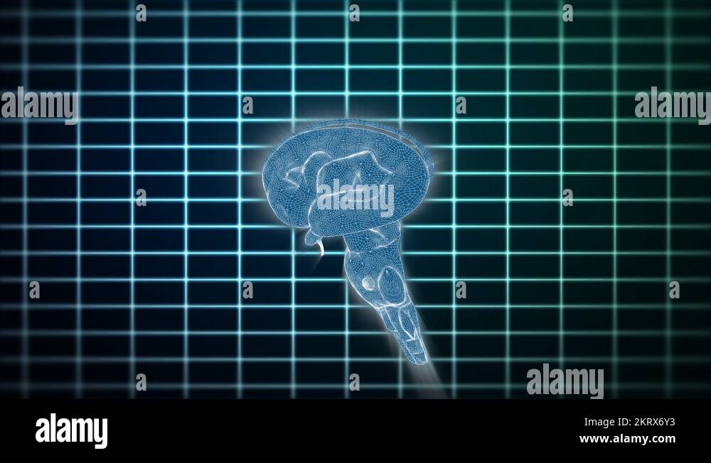 Hypothalamus neuron Stock Videos & Footage - HD and 4K Video Clips - Alamy